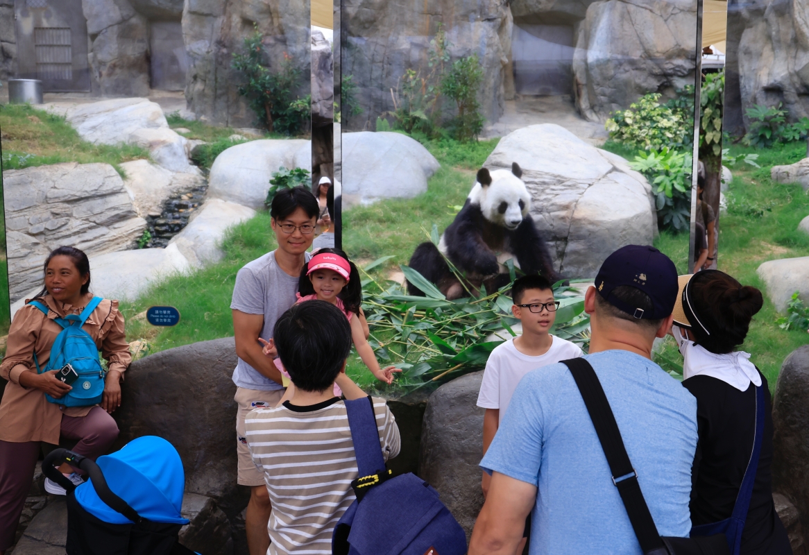 香港海洋公園“大熊貓之旅”熱門 遊人爭先打卡 | 社會 - 香港中通社